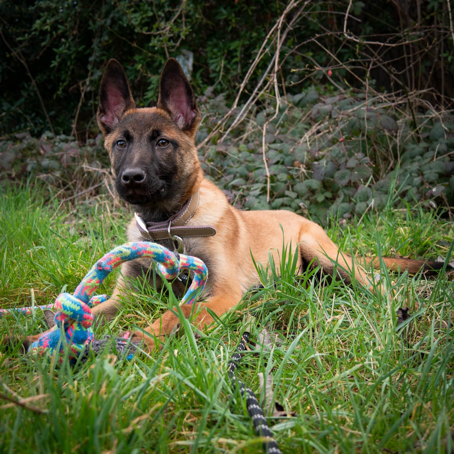 Archives des Chiens - Ligue Protectrice des Animaux du Nord de la France
